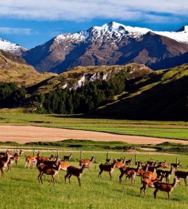 Broadleaf | The Flavor Of Quality